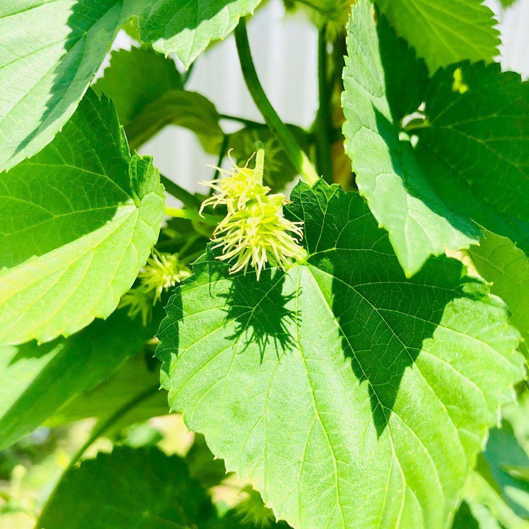 Southern Hops Brewing Co. menu in Florence, South Carolina, USA