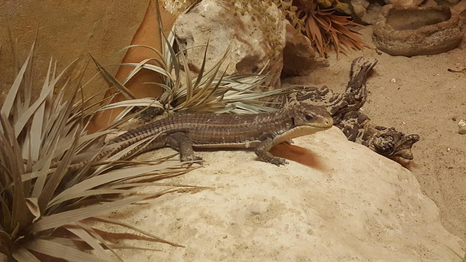 Colasanti's Tropical Gardens menus in Kingsville, Ontario, Canada