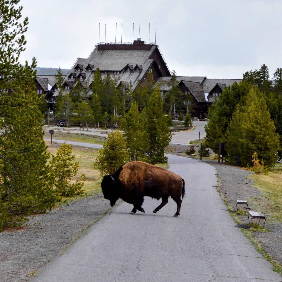 Old Faithful Snow Lodge Obsidian Dining Room menu in Yellowstone ...
