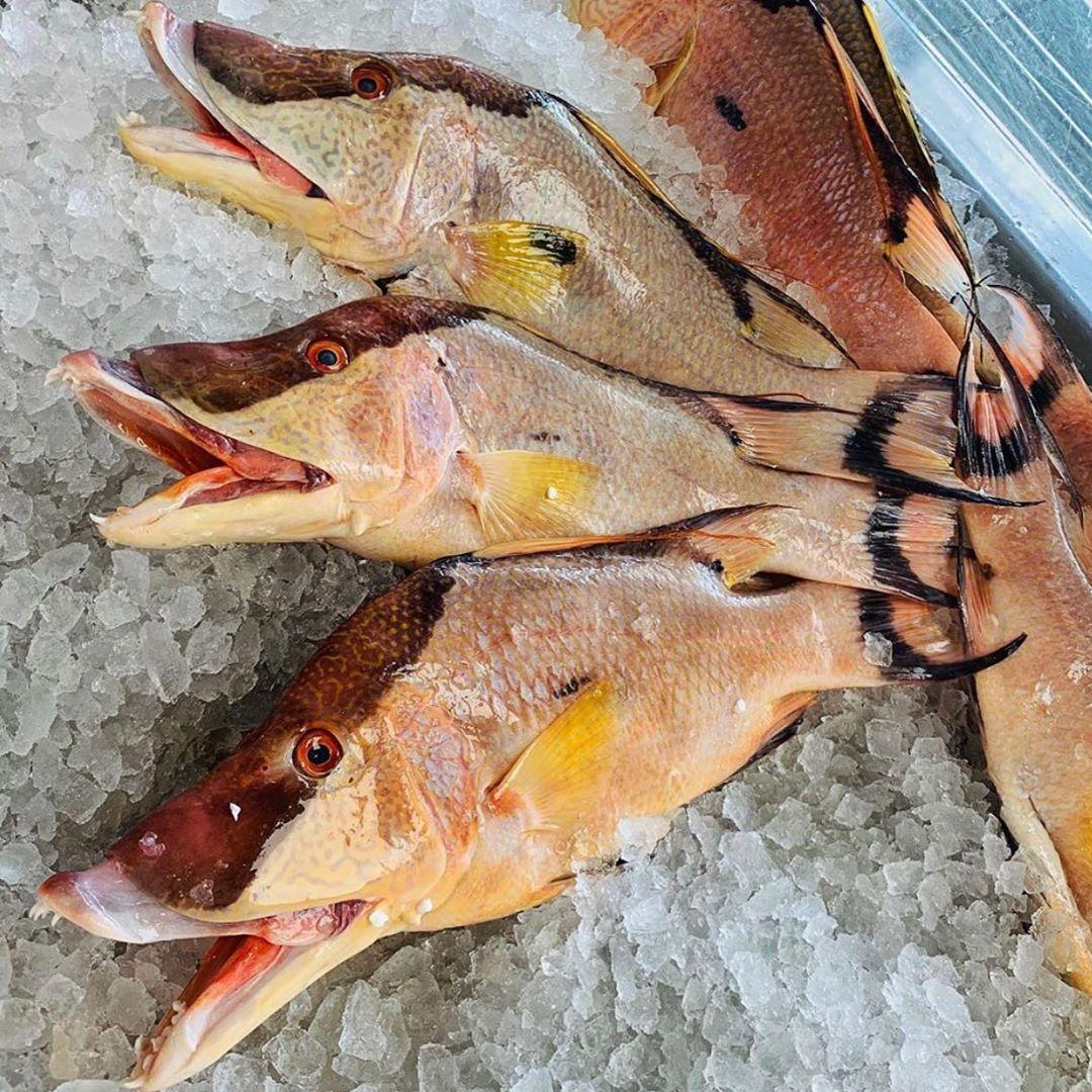 FreshCo Fish Market & Grill menu in Miami, Florida, USA